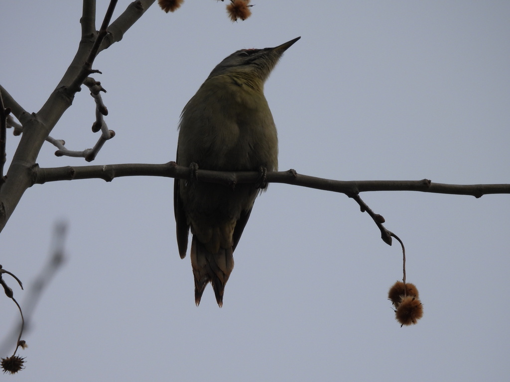 Grey-headed Woodpecker from Limni Kerkini, Irakleias, Petritsiou ...