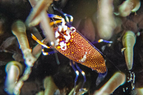 Modest Barrel Shrimp (Gnathophyllum modestum)