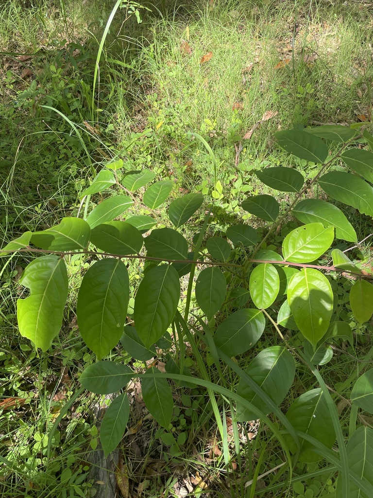 Umbrella Cheese Tree from Ninderry, QLD, AU on February 2, 2024 at 09: ...