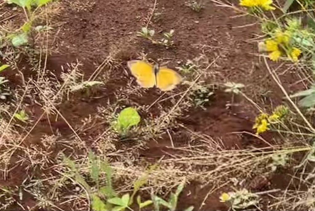 Sleepy Orange from Paʻulaʻula State Historic Site, Pakala Village, HI ...