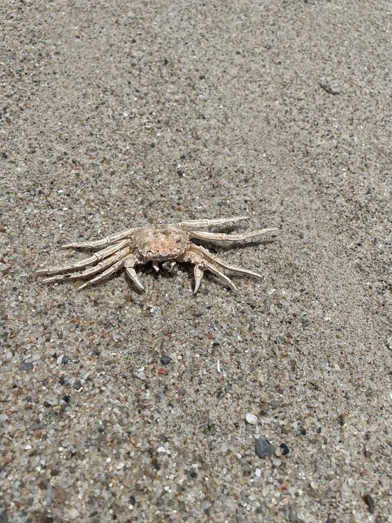 Rowing Crab from Skeleton Coast National Park, Kunene, NA on January 27 ...