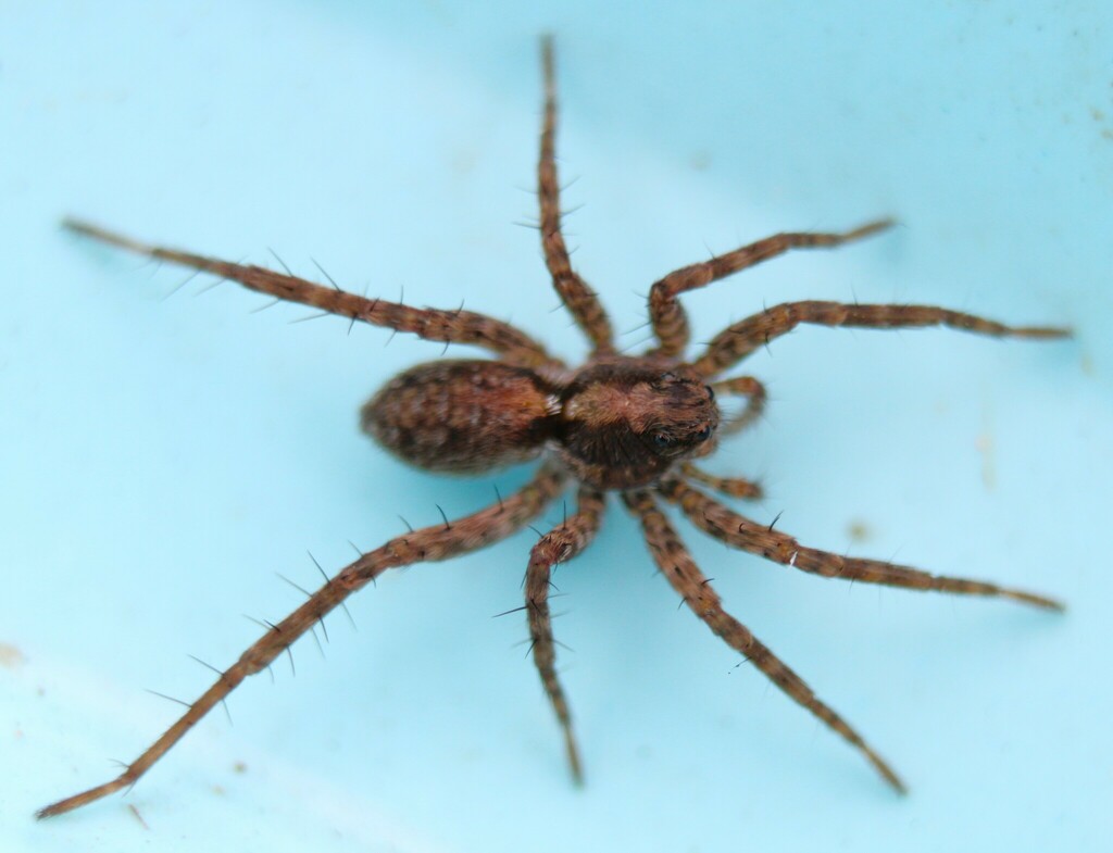 Shore Spider in February 2024 by Matthew Lindsey. Like using the bulit ...