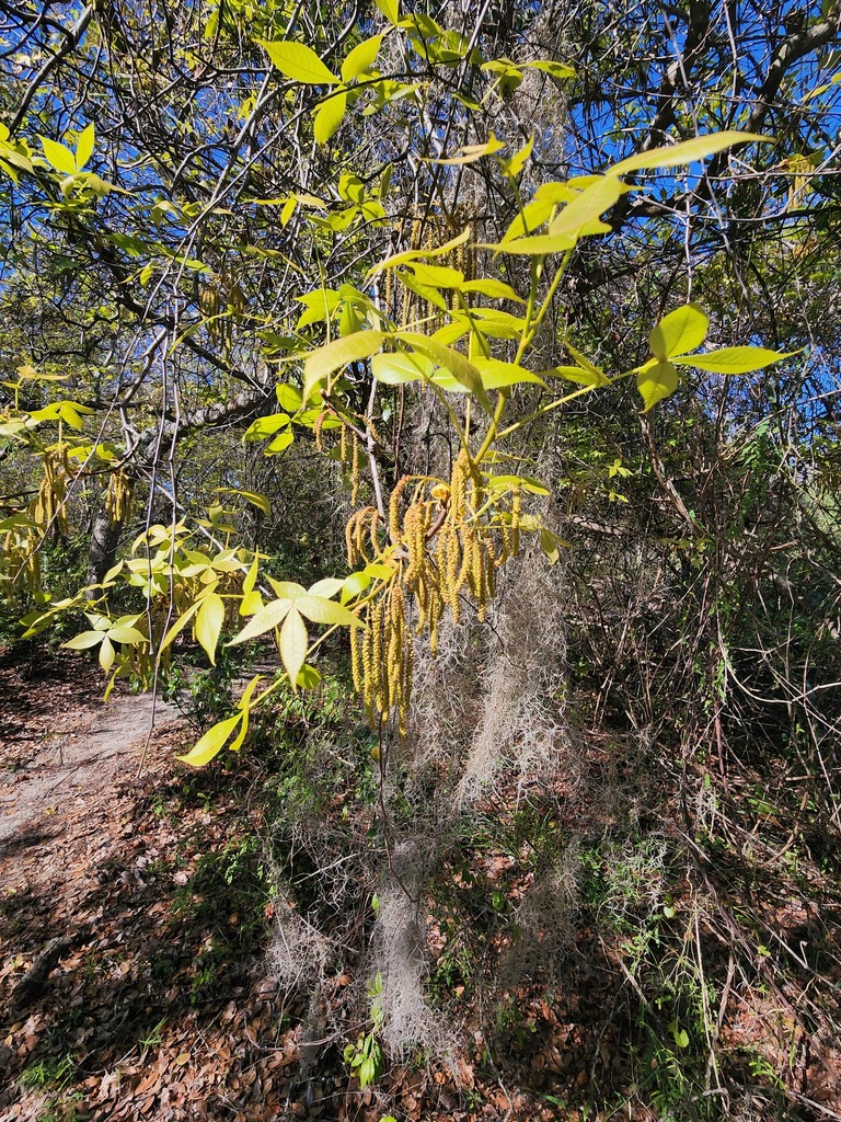 Scrub Hickory from St Lucie County, FL, USA on February 2, 2024 at 11: ...