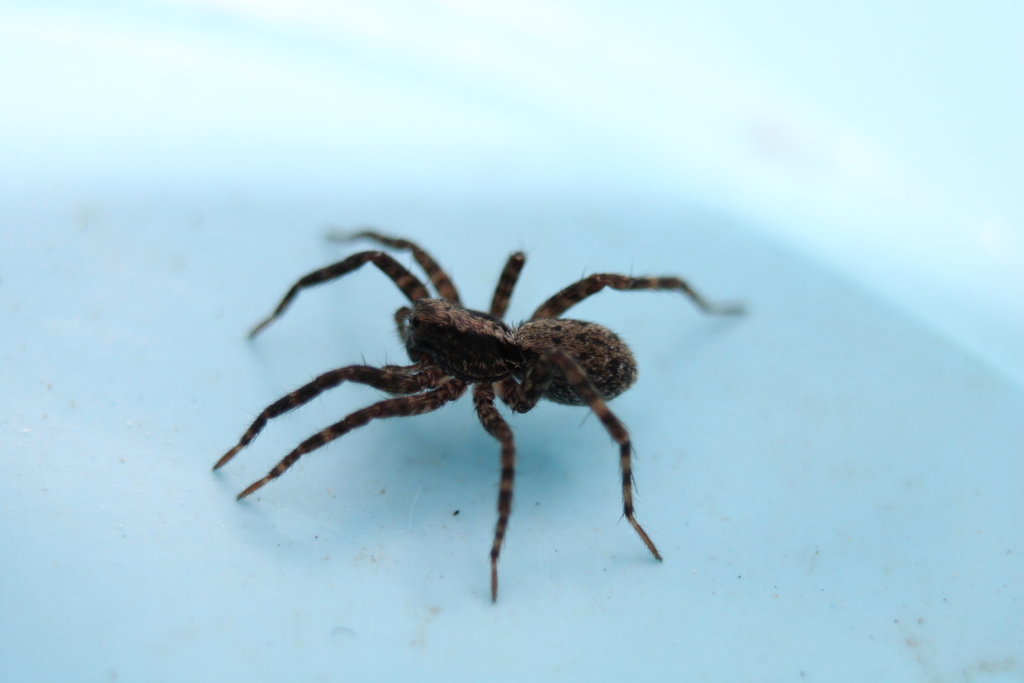 Brush-legged Spiders in February 2024 by Matthew Lindsey · iNaturalist