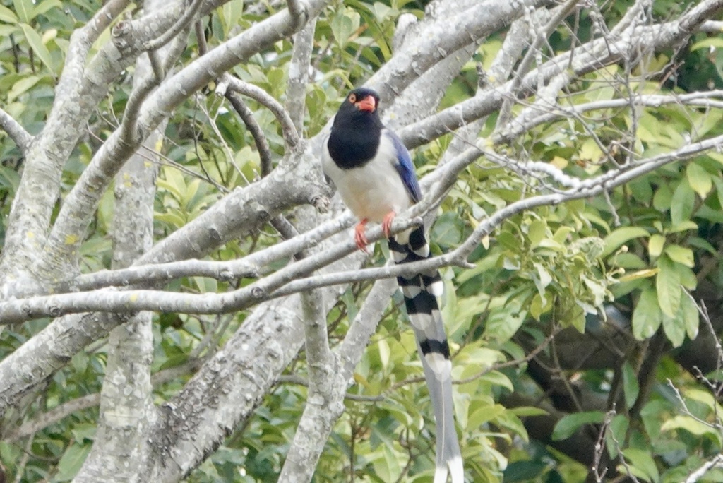 Red-billed Blue-Magpie from 將軍澳華人永遠墳場, 將軍澳, 新界, HK on February 2, 2024 ...