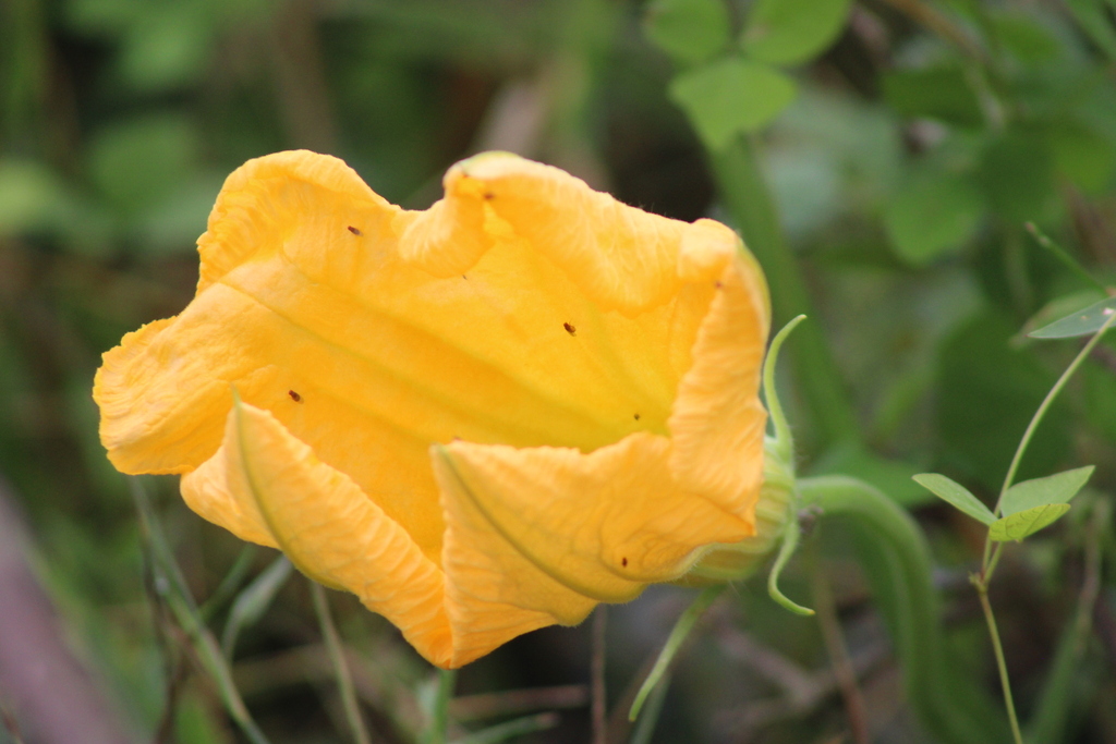 American pumpkin from Bávaro, 23000, Dominican Republic on December 18 ...