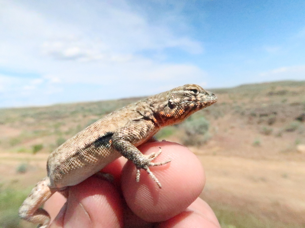Nevada Side-blotched Lizard in May 2023 by Pete Zani · iNaturalist
