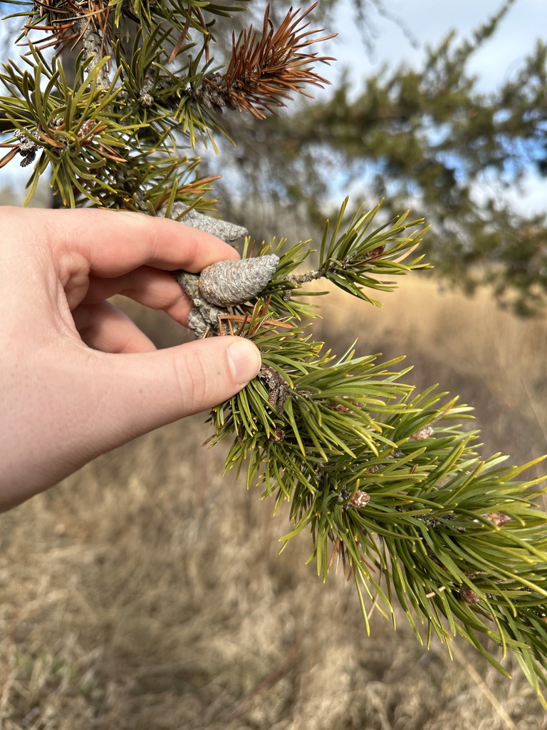 Jack pine from Tamarack Nature Center, Saint Paul, MN, US on February 2 ...