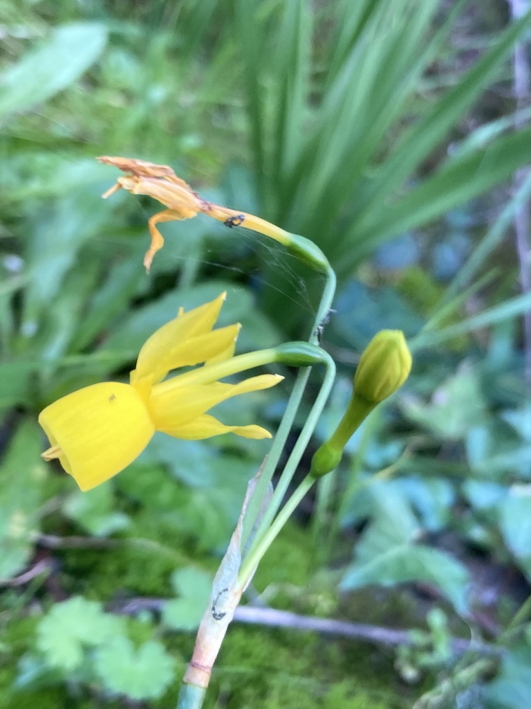 Angel's-tears in February 2024 by malecadu · iNaturalist