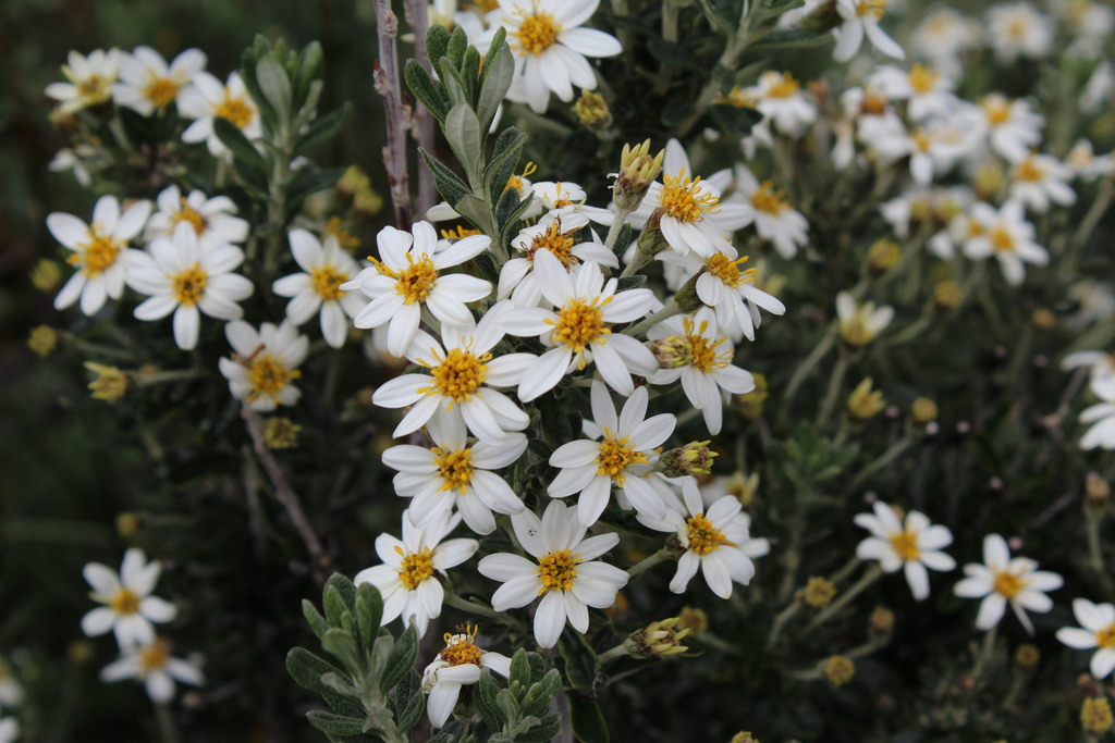 Fachine from Magallanes, Magallanes y la Antártica Chilena, Chile on ...