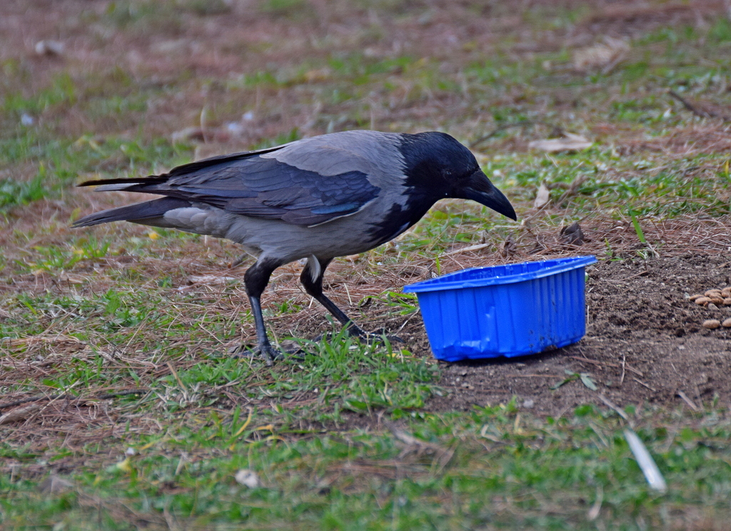 Hooded Crow from Pasha’s Gardens, Thessaloniki 546 34, Greece on ...
