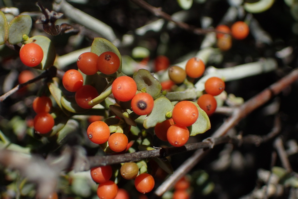 Redberry Mistletoe from Karoo National Park, Central Karoo District ...