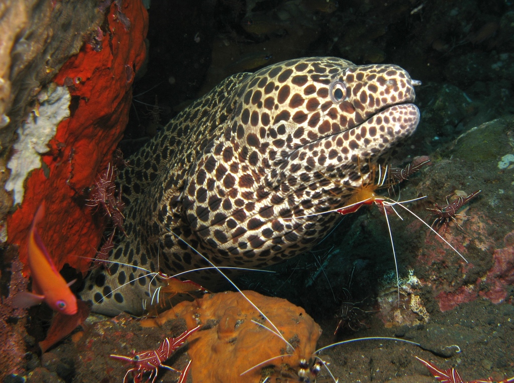 Common Morays (Sunshine Coast Marine Biosphere Species Guide ...