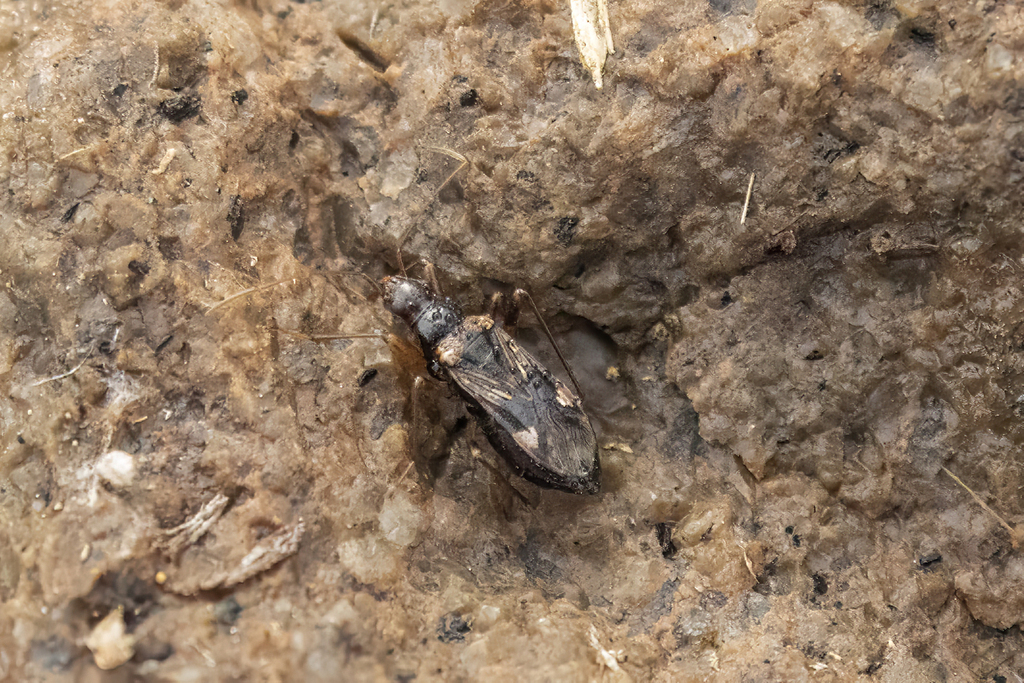 Pseudopamera nitidula from Maricopa County, AZ, USA on February 2, 2024 ...