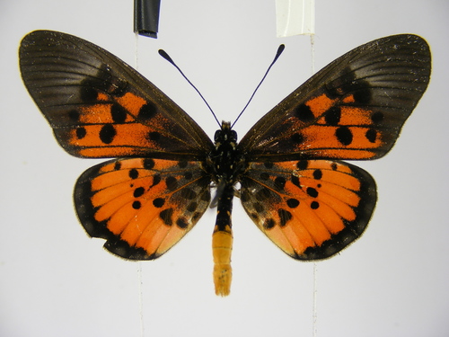 Subspecies Acraea abdera abdera · iNaturalist