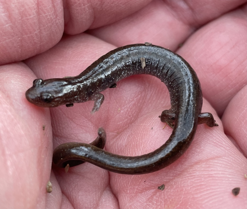 Oklahoma Salamander from Old Trail Rd, Heber Springs, AR, US on ...