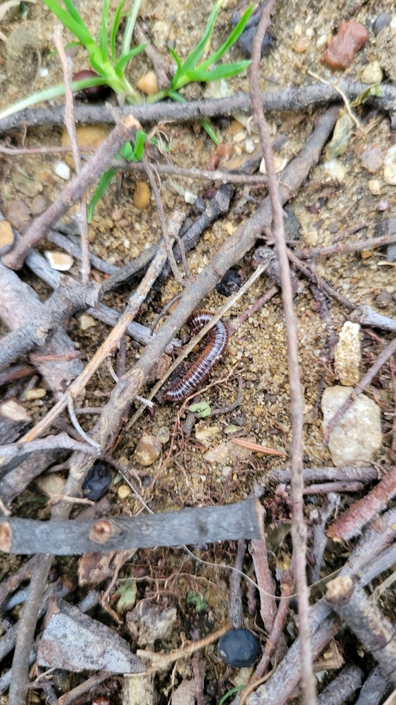 Parajulid Millipedes from Irving, TX 75039, USA on February 2, 2024 at ...