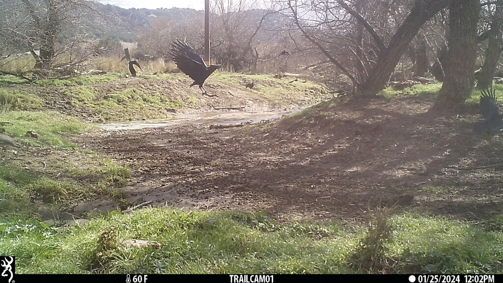 American Crow in January 2024 by Doug Andrews. Santa Ysabel West ...