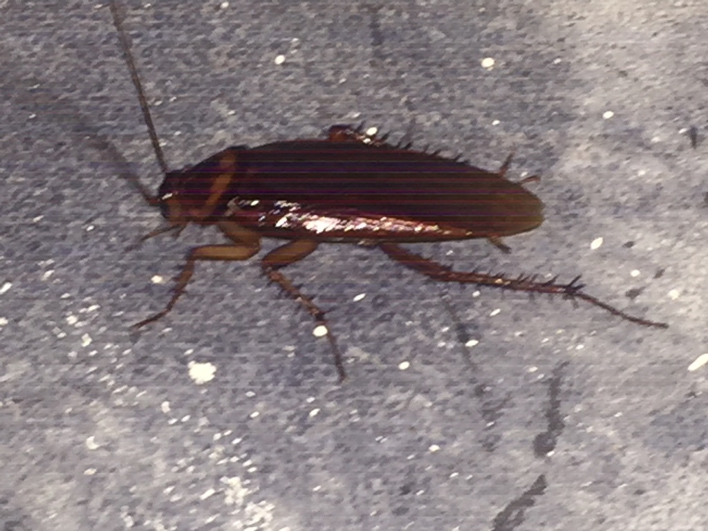 American Cockroach from Bávaro, 23000, Dominican Republic on December ...