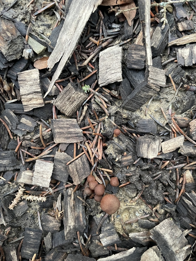 Tubaria sp. 'IN01' in January 2024 by Esther Kahn. Multiple scattered ...
