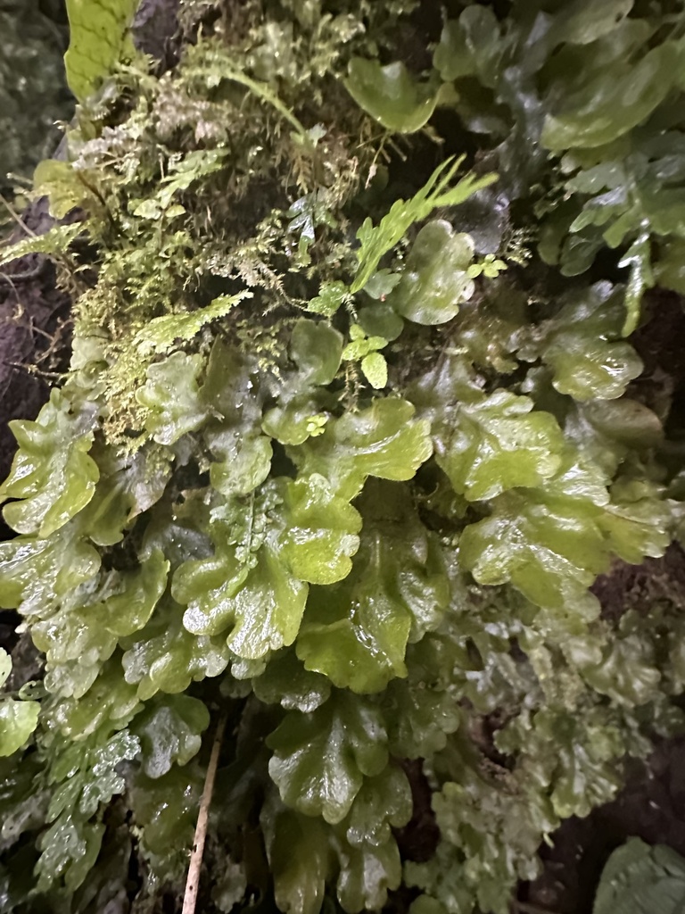 Monoclea gottschei from Monteverde Cloud Forest Reserve, Puntarenas, CR ...