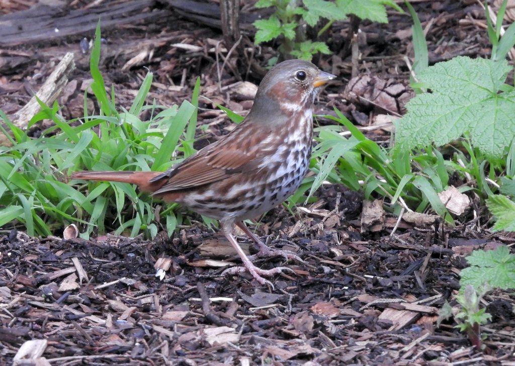 Western Red Fox Sparrow from Golden Gate Park, San Francisco, CA, USA ...
