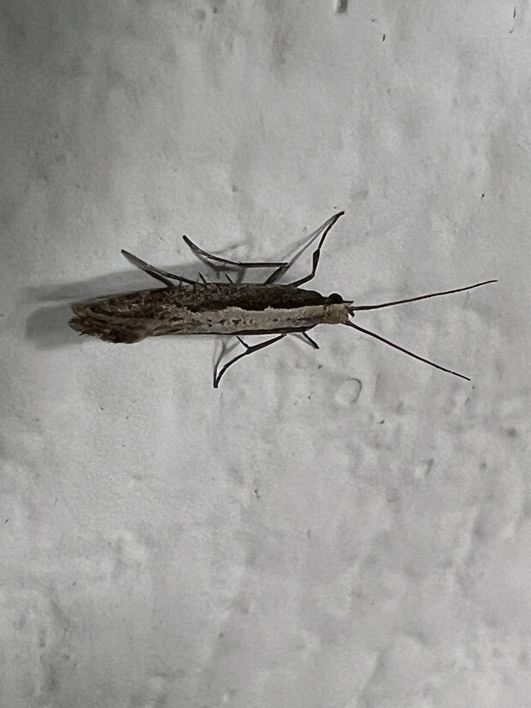 Diamondback Moth from Barn Swallow Dr, Austin, TX, US on February 2 ...