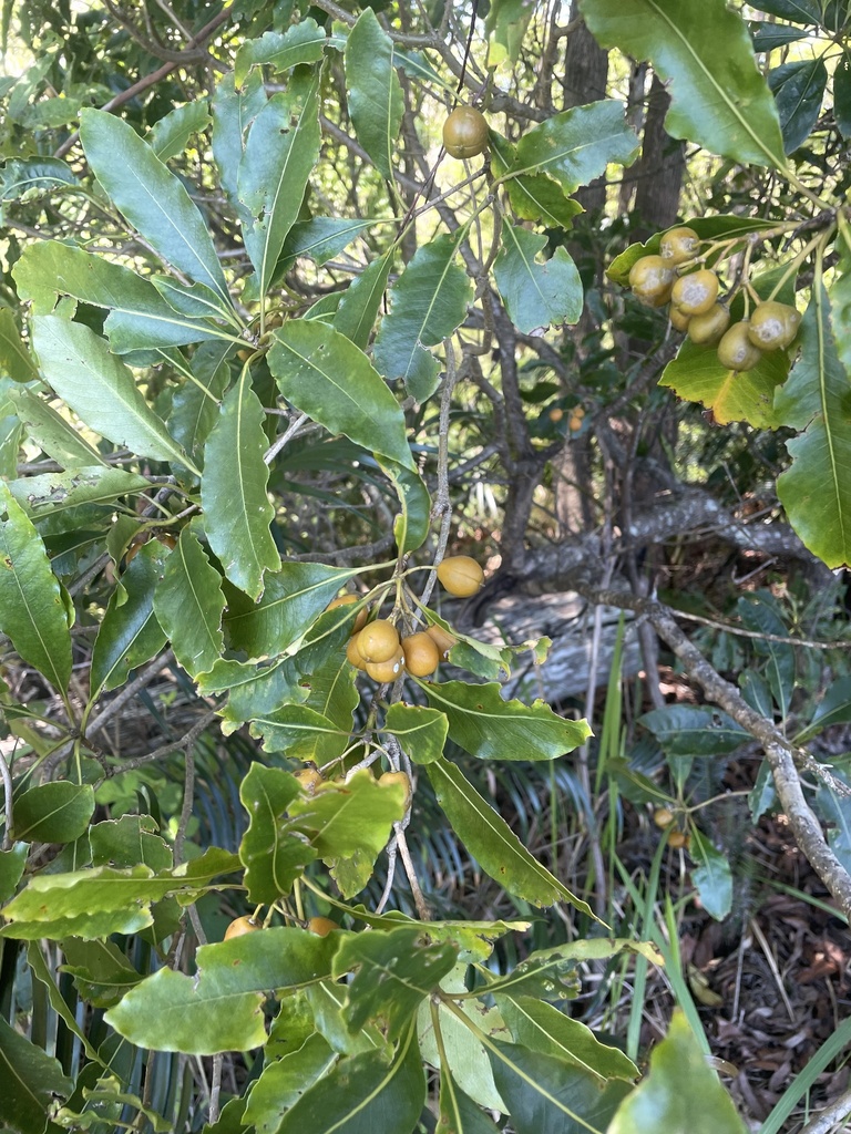 Australian Cheesewood from Uralba, NSW, AU on February 2, 2024 at 01:10 ...