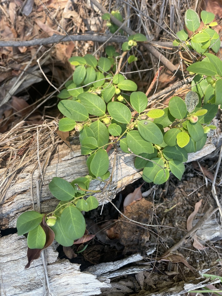 coffee bush from Uralba, NSW, AU on February 2, 2024 at 01:13 PM by ...