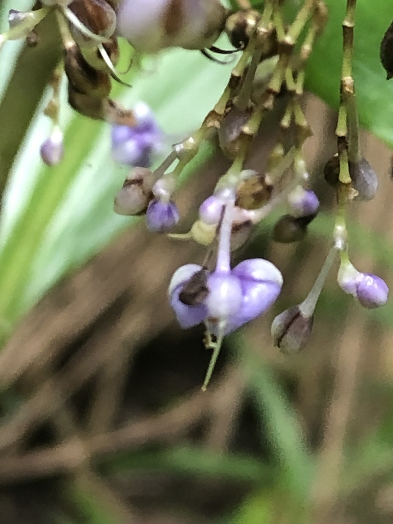Pollia macrophylla from Crater Lakes National Park, Lake Barrine, QLD ...