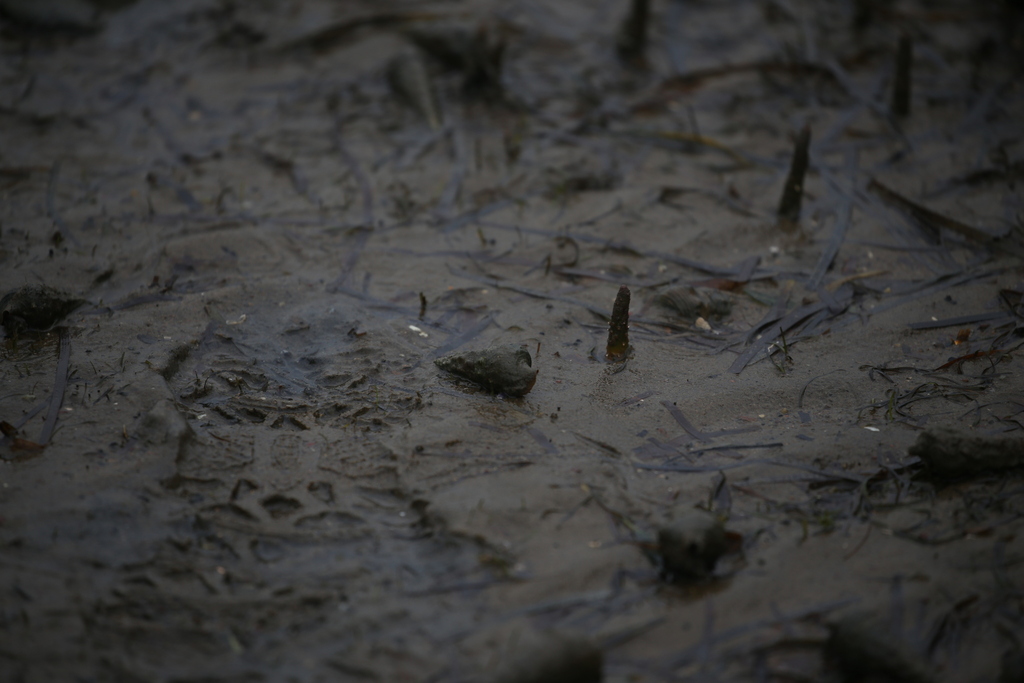 periwinkles, devil peppers and kin from Brisbane QLD, Australia on ...