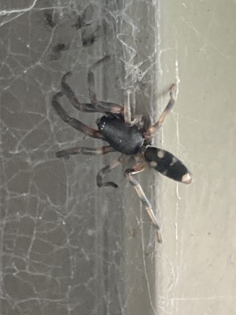 White-tailed Spiders from Burraneer Rd, Coomba Park, NSW, AU on ...