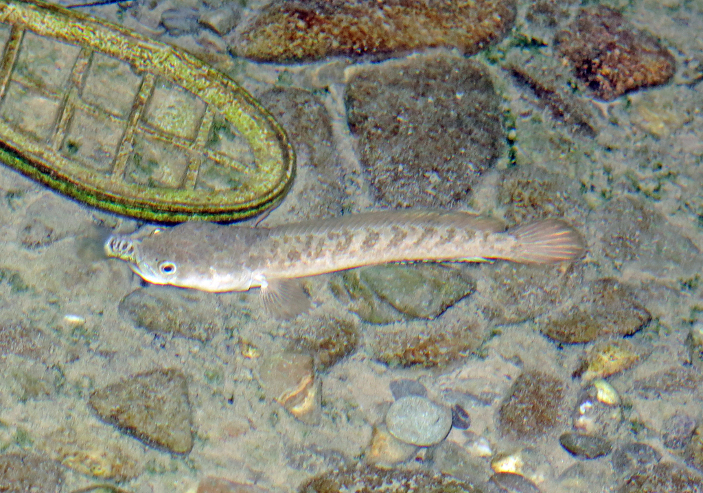 Dwarf Snakehead from Jakigor, Sistan and Baluchestan Province, Iran on ...