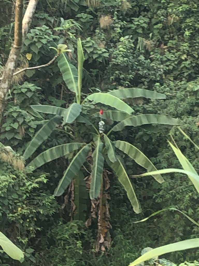 (Musa splendida) - Botanical Realm