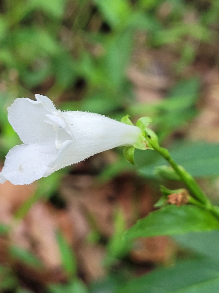 koala bells from Daisy Hill QLD 4127, Australia on February 3, 2024 at ...