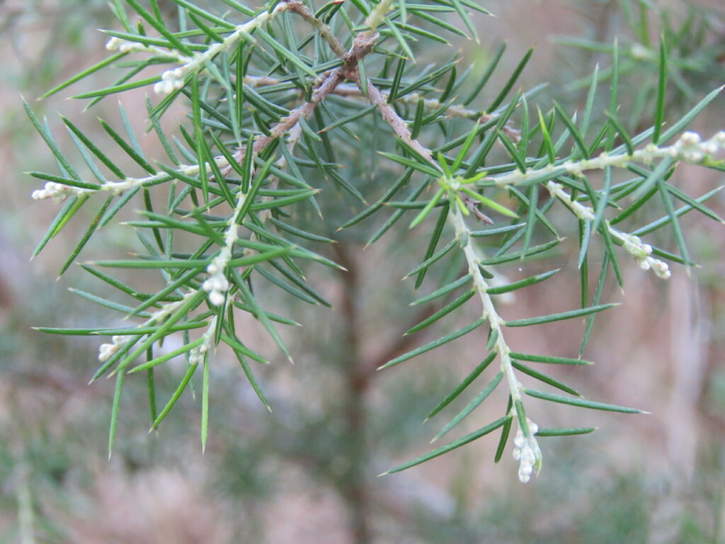 Sieber's parrot-pea from Scheyville NSW 2756, Australia on February 2 ...