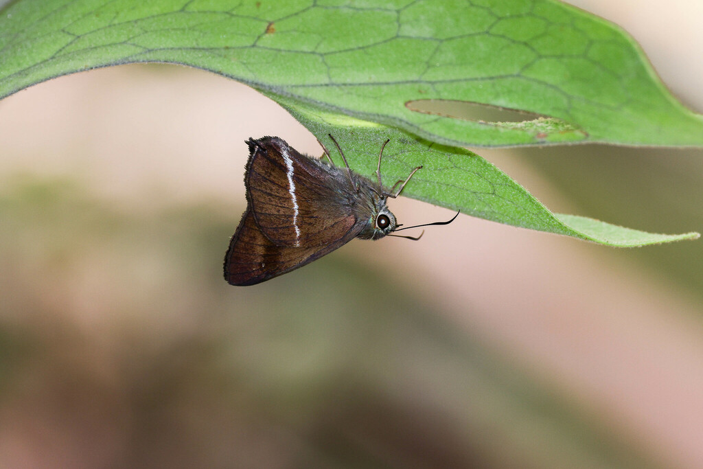 Narrow-banded Awl from South Pine River, Highvale QLD 4520, Australia ...