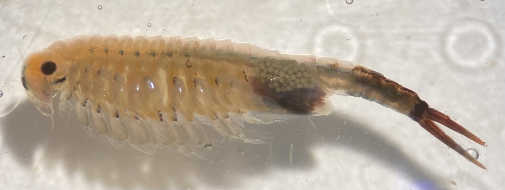 Eubranchipus from E Highway 6, Waco, TX, US on February 1, 2024 at 01: ...