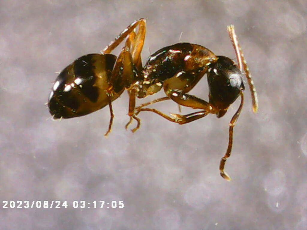 Bearded Carpenter ant from Cedar Knolls, Hanover, NJ 07927, USA on ...