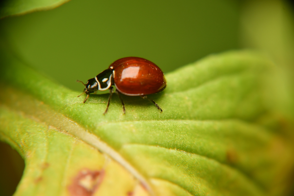 Cycloneda emarginata from Ibagué, Tolima, Colombia on January 28, 2024 ...