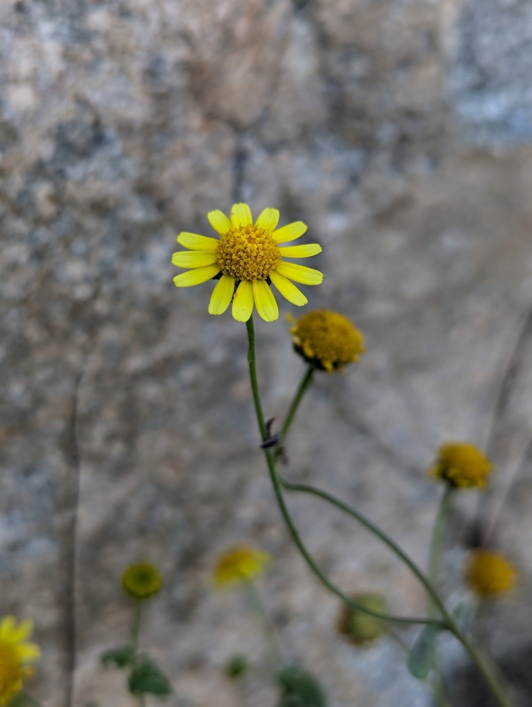 Perityle cuneata marginata from 23390 B.C.S., México on February 2 ...