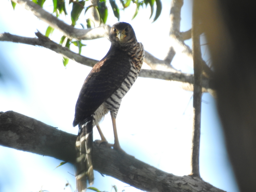 Collared Forest-Falcon from Cumaribo, Vichada, Colombia on January 24 ...