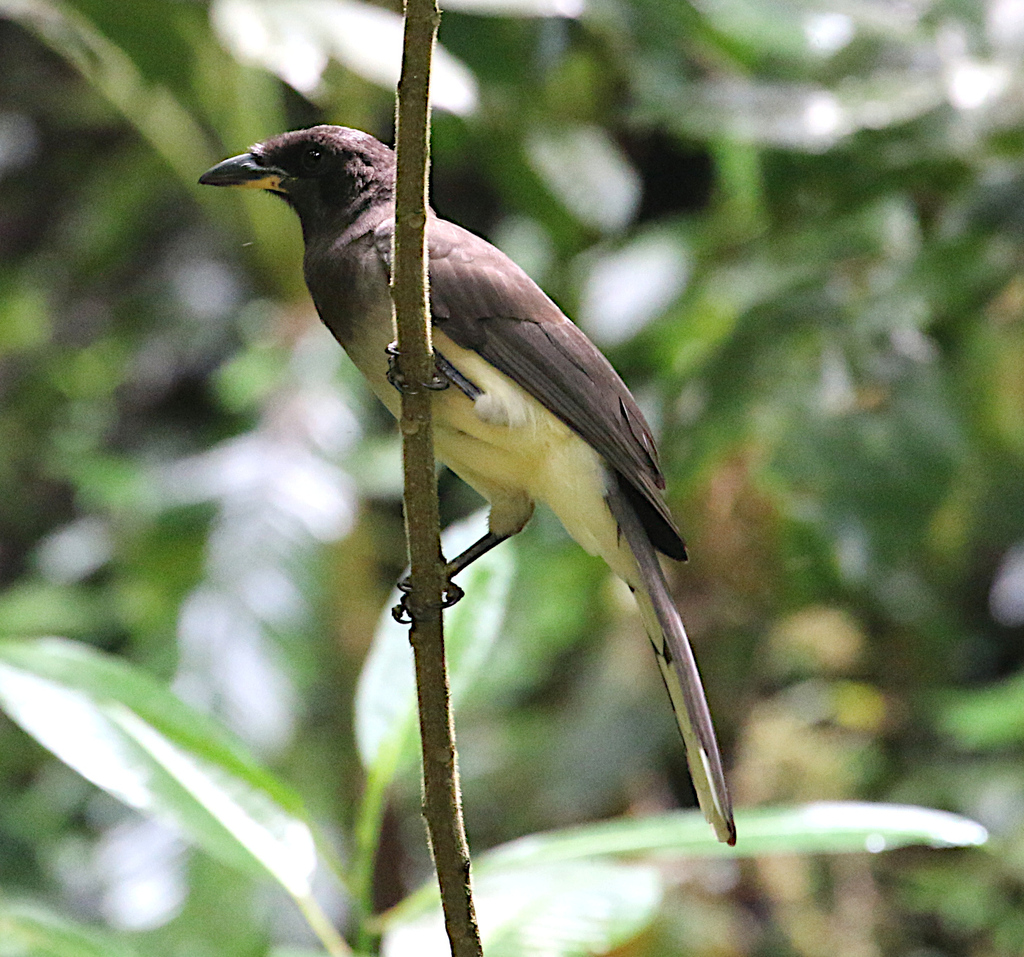 Brown Jay from Rancho Naturalista, Cartago Province, Tayutic, Costa ...