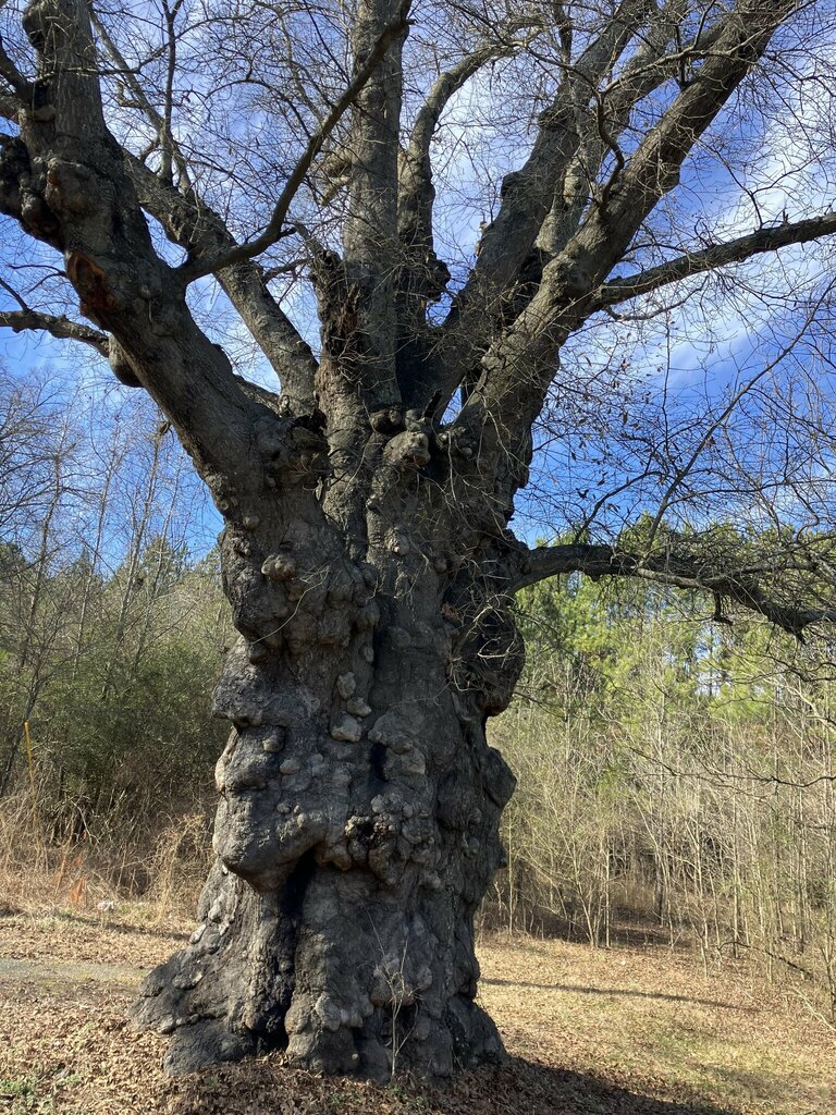 oaks from Deep River Rd, Sanford, NC 27330, USA on February 2, 2024 at ...