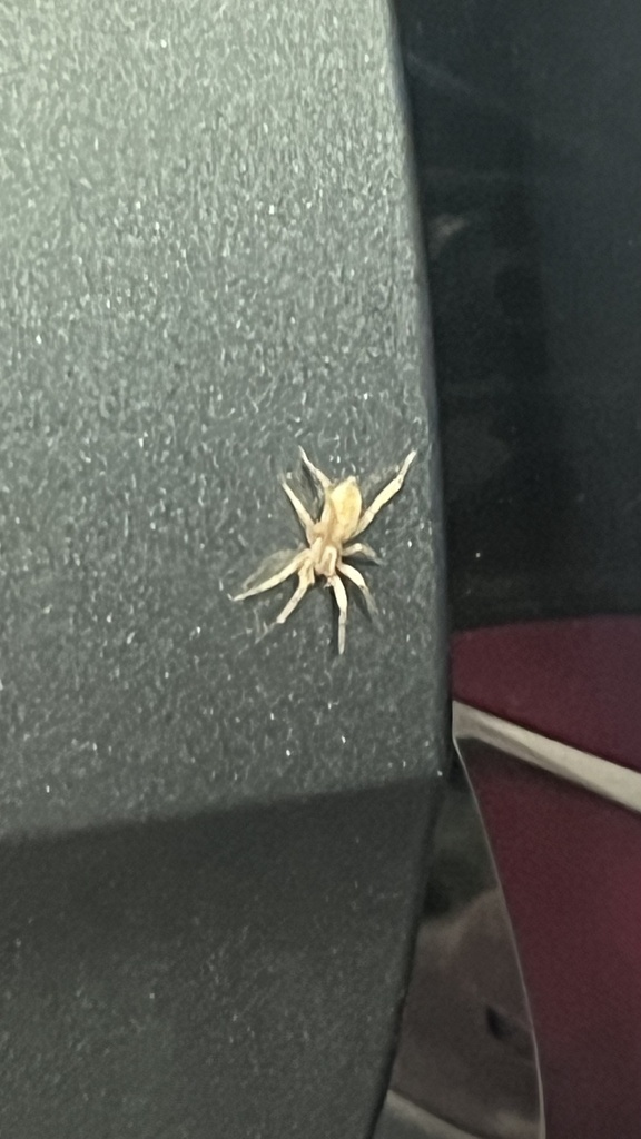 Ghost Spiders from All Saints Rd, Laurel, MD, US on February 2, 2024 at ...