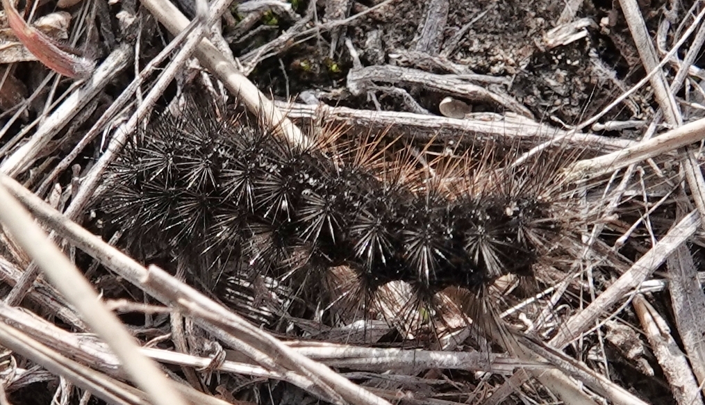 Tiger Moths from Scotts Bluff County, NE, USA on February 2, 2024 at 01 ...