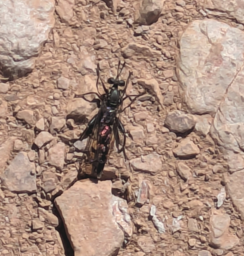 Mydas Flies from Staughton Vale VIC 3340, Australia on February 3, 2024 ...