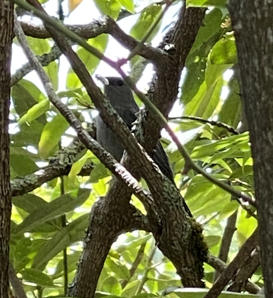 Brown-headed Cowbird from Watauga County, NC, USA on June 26, 2023 at ...