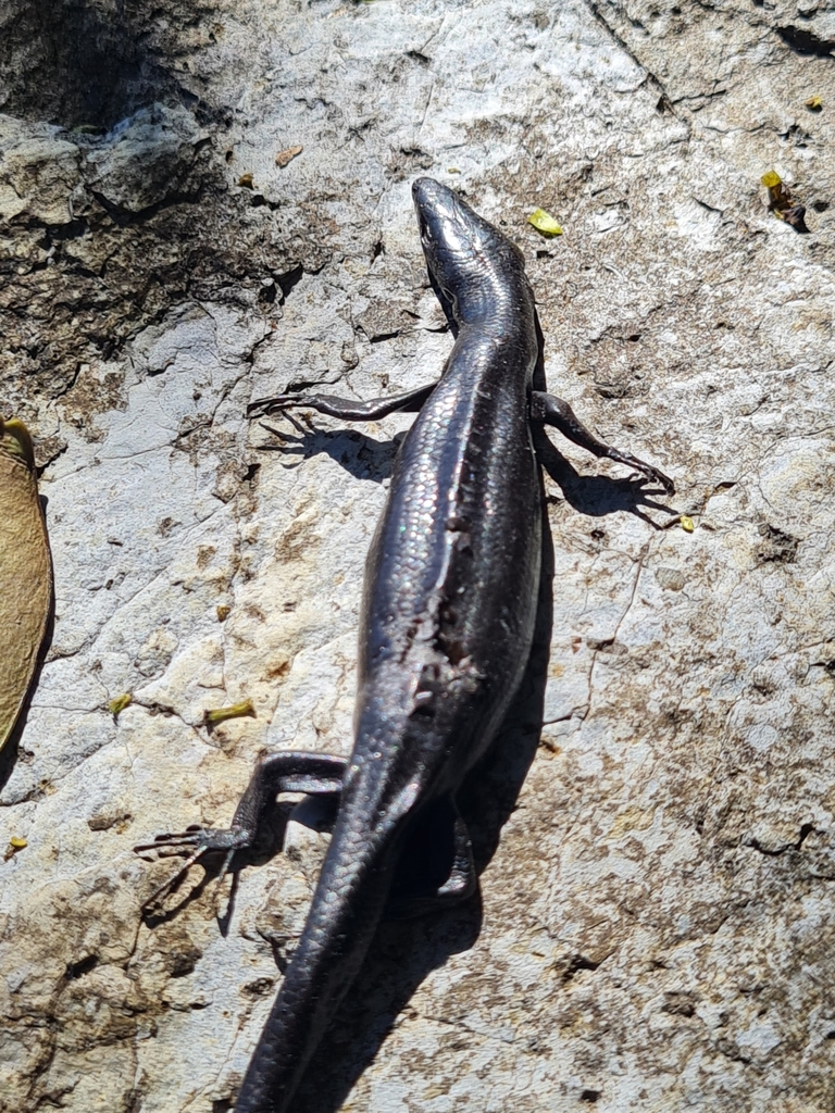 Shore Skink in January 2024 by Ken. Deceased specimen. Many live ones ...