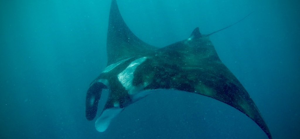 Oceanic Manta Ray in January 2024 by lyonsmiths. We estimated that ...